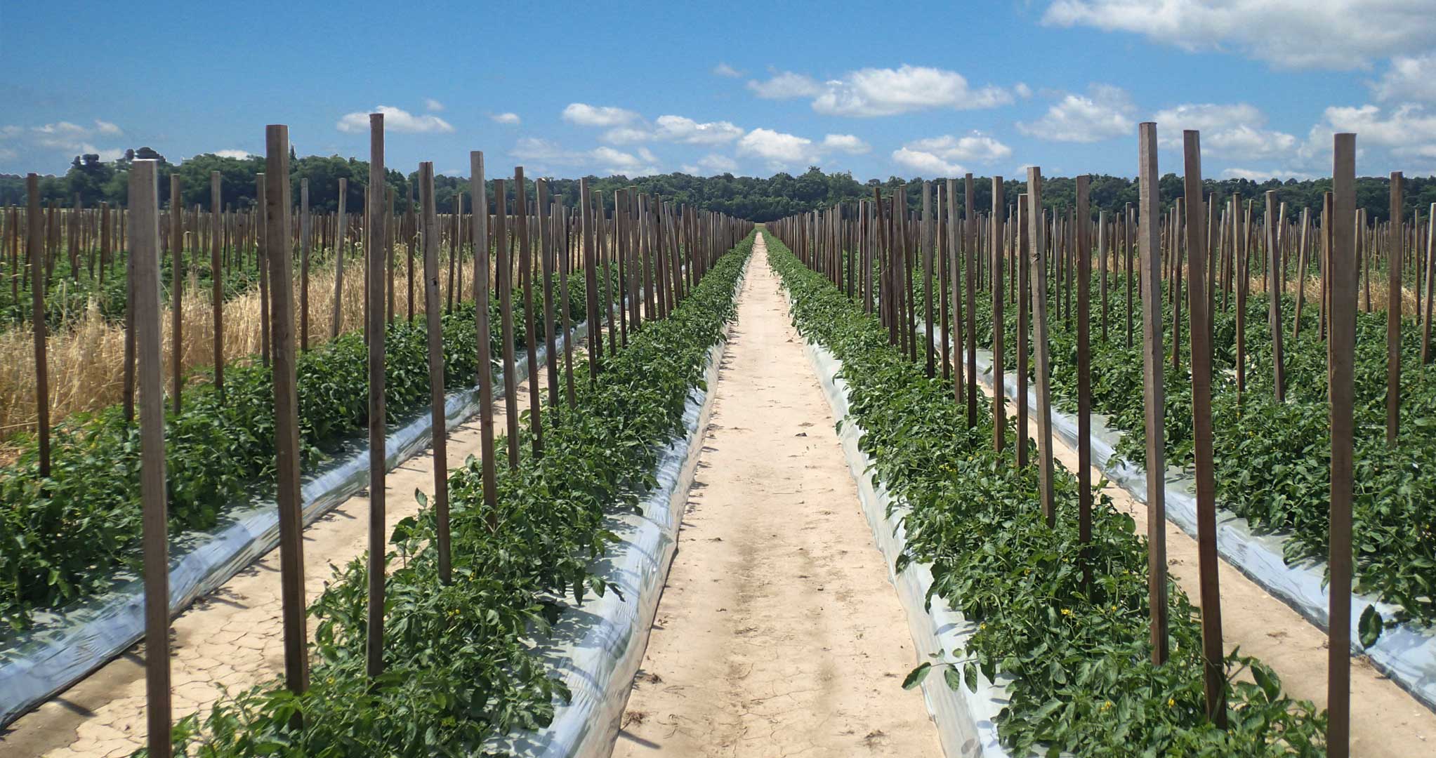 MSA | ENGINEERS | SCIENTISTS | SURVEYORS